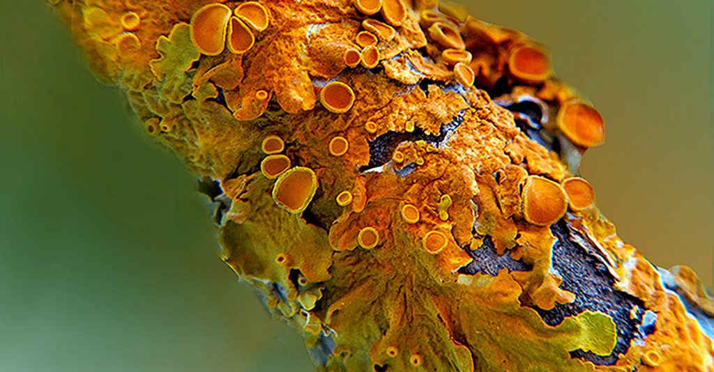 DICTYONEMA HUAORANI: UN CÓCTAIL PSICODÉLICO EN LA NATURALEZA ...